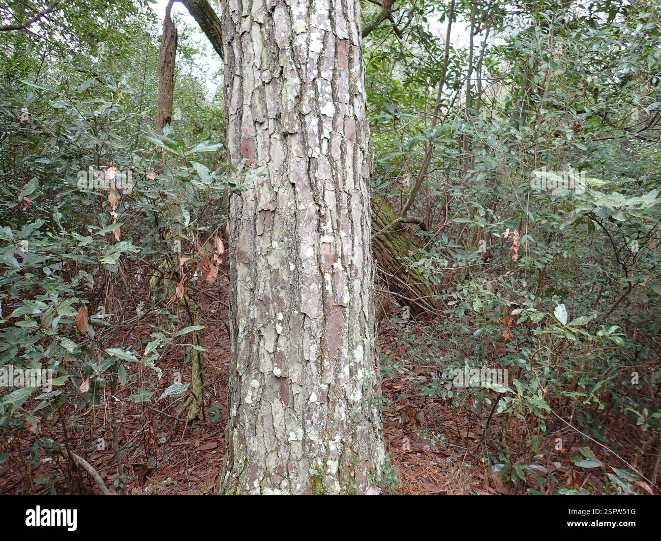 loblolly pine (Pinus taeda), Plantae, North Carolina, US Stock Photo ...