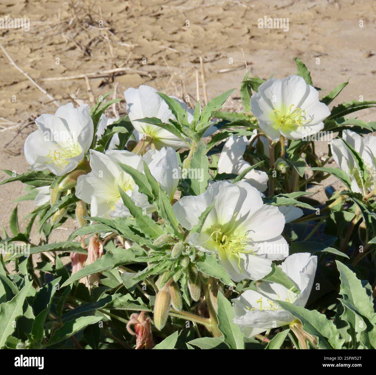 Annual Evening Primrose (Oenothera deltoides deltoides), Plantae ...