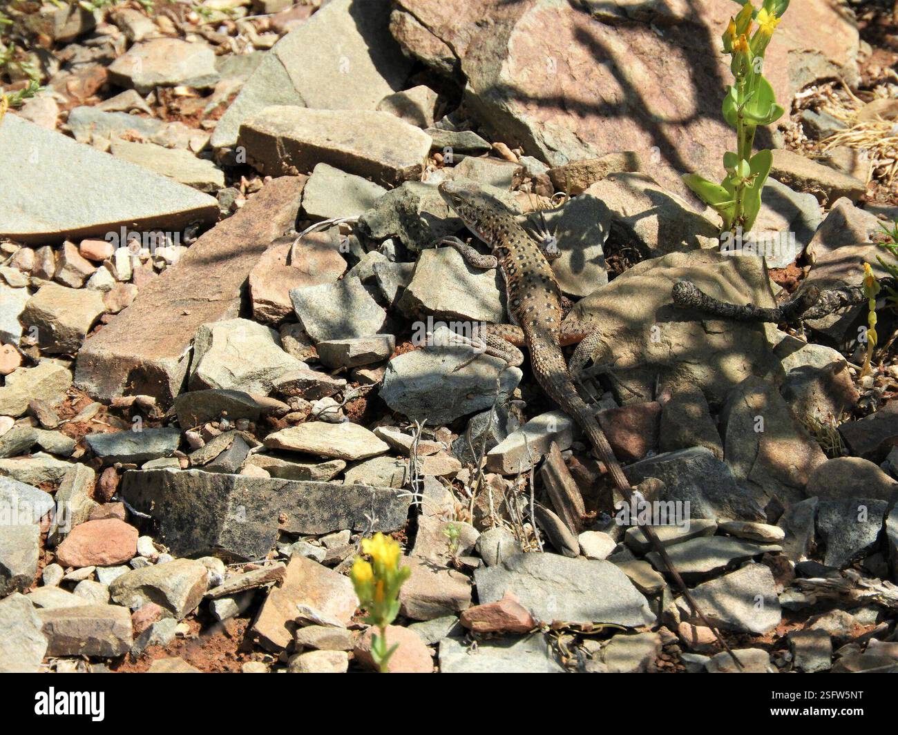 Spotted Sand Lizard (Pedioplanis lineoocellata), Reptilia, Ubuntu Local ...