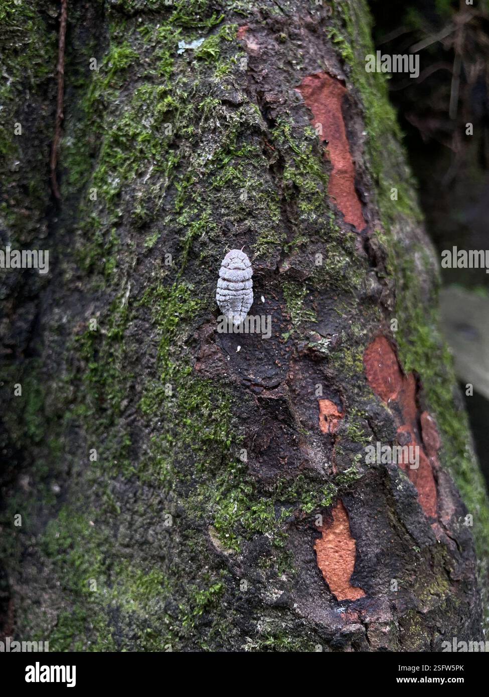 Great Giant Scale (Coelostomidia zealandica), Insecta, Riccarton House ...