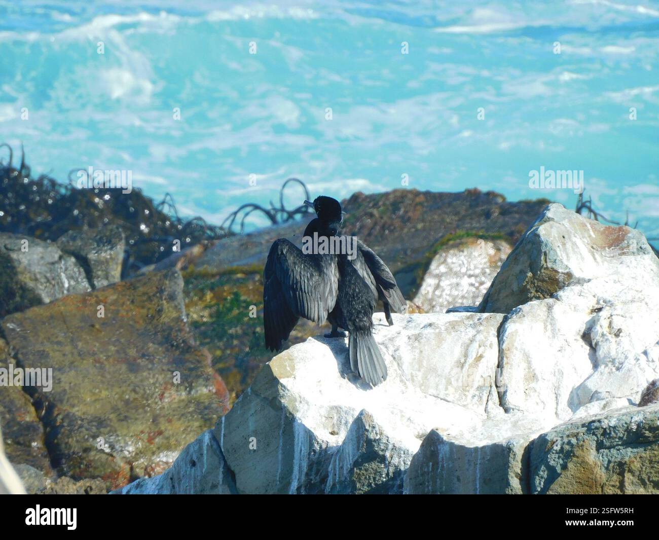Neotropic Cormorant (Nannopterum brasilianum), Aves, Chile Stock Photo ...