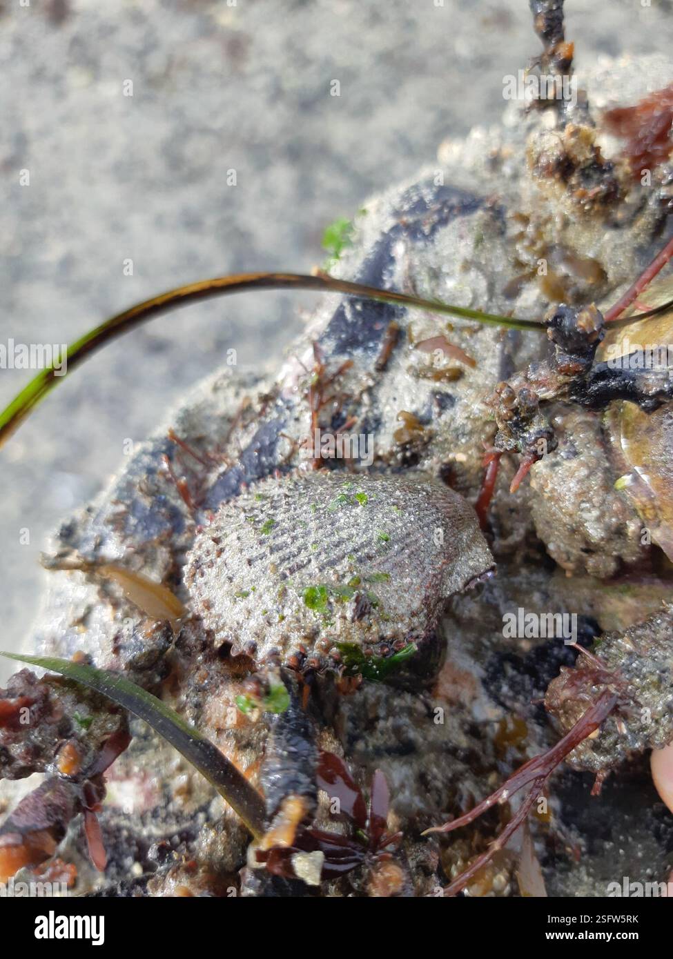 Variegated Scallop (Mimachlamys varia), Mollusca, Bréhal Stock Photo ...
