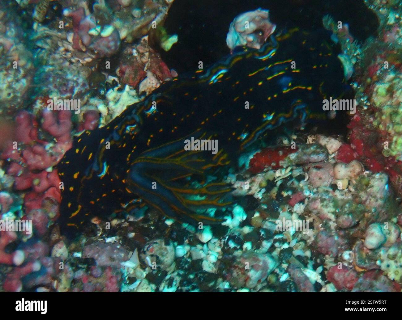 African sea goddess (Felimare tema), Mollusca, Baía da Ribeirinha, Cape ...