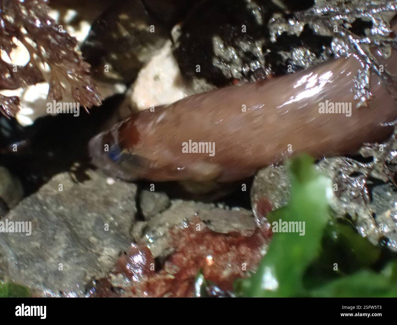 Black Prickleback (Xiphister atropurpureus), Actinopterygii, Capital ...
