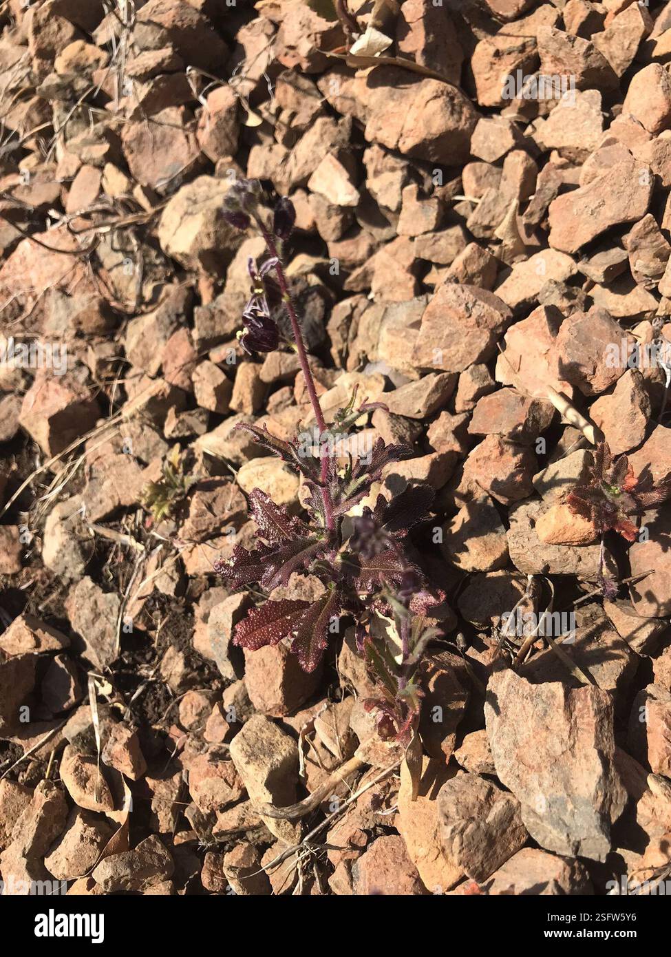 most beautiful jewelflower (Streptanthus glandulosus glandulosus ...