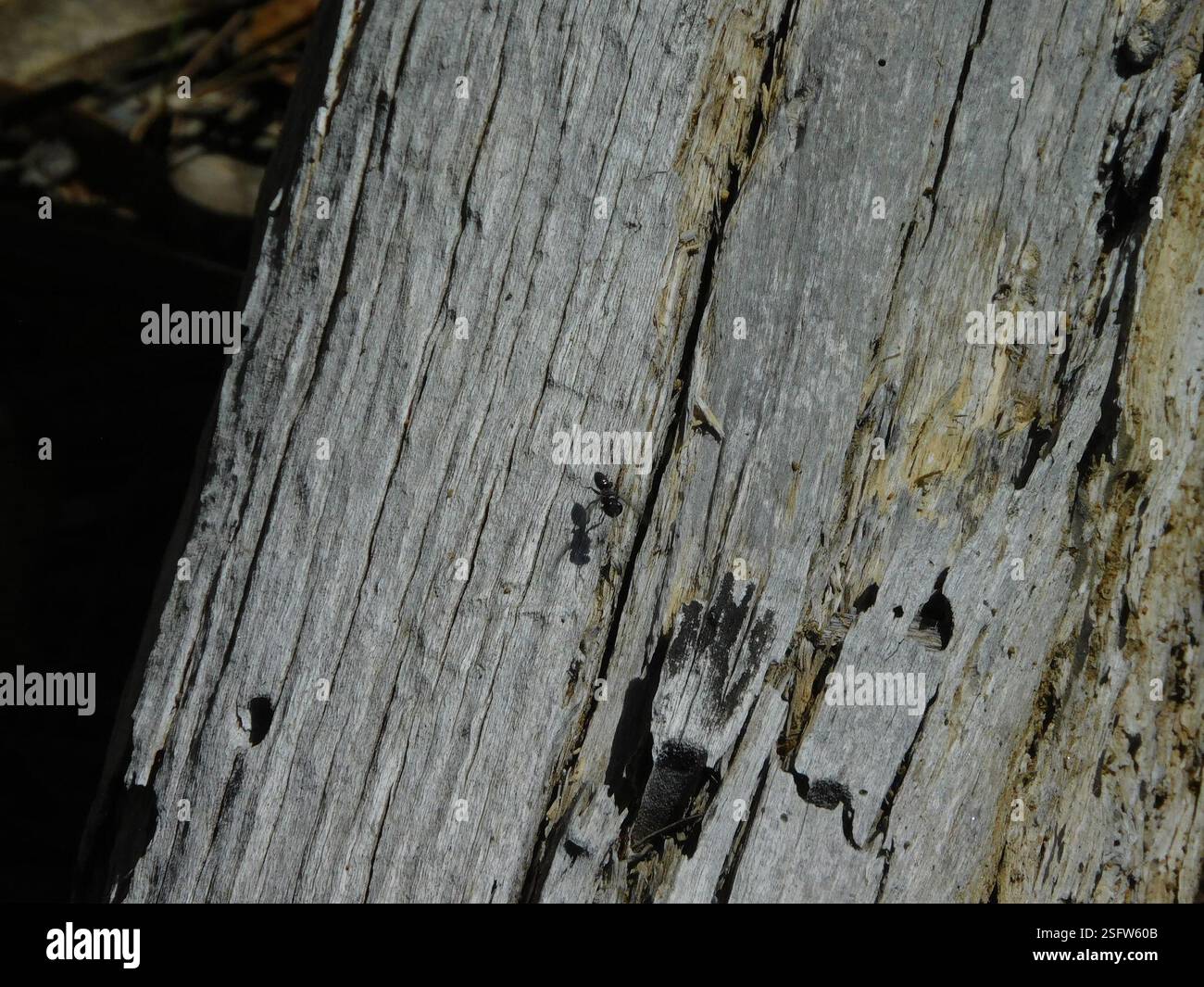 Bees and Apoid Wasps (Apoidea), Insecta, Hobart TAS, Australia Stock ...