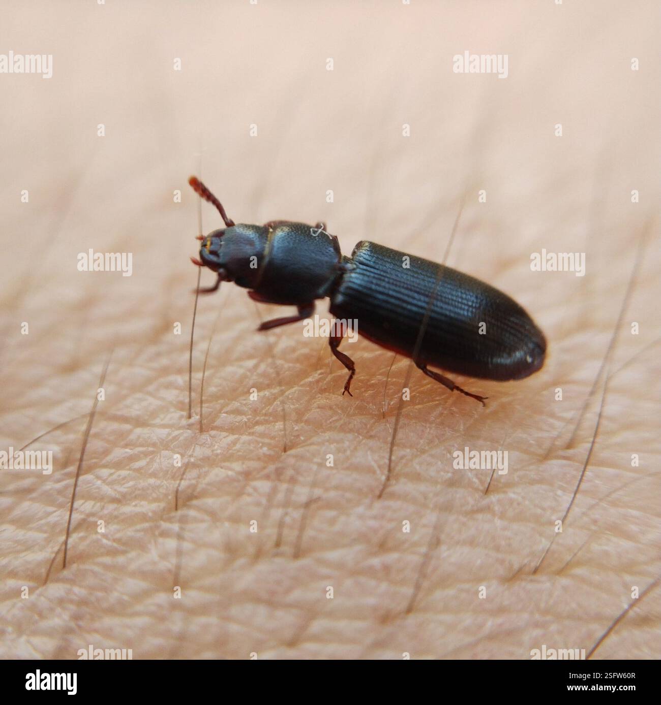 Cadelles (Tenebroides), Insecta, ul. Vishneva, 1164 Borisova Gradina ...