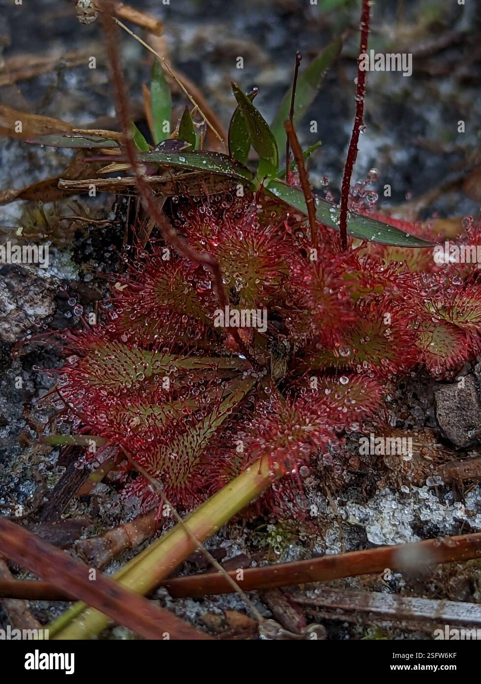 dwarf sundew (Drosera brevifolia), Plantae, Volusia County, US-FL, US ...