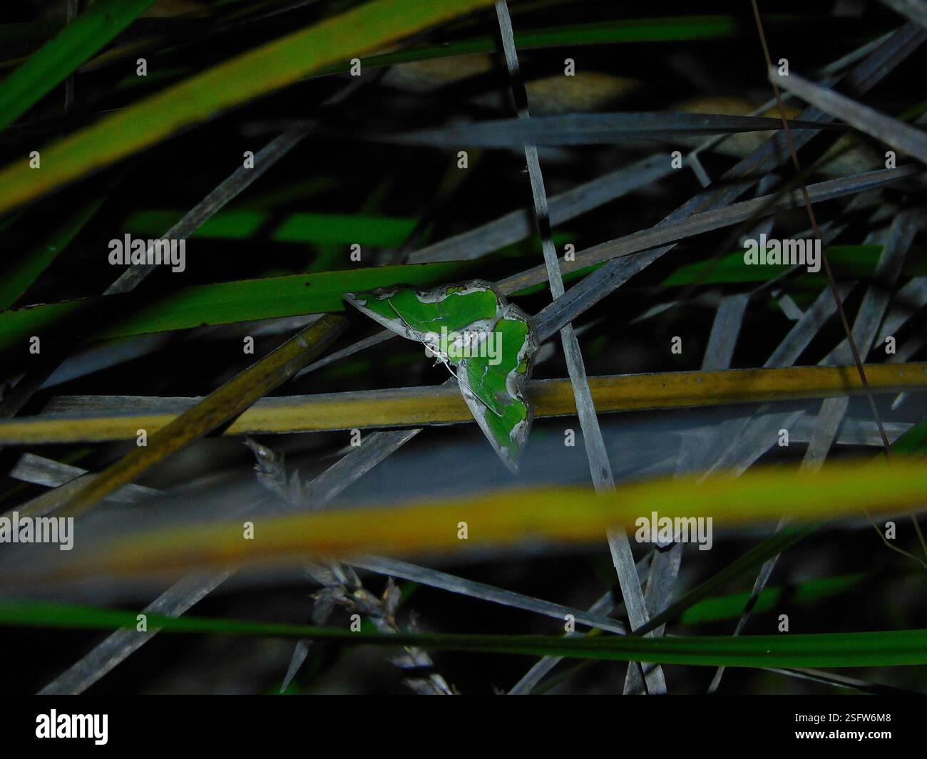 Lacy Emerald (Eucyclodes insperata), Insecta, Hobart TAS, Australia ...
