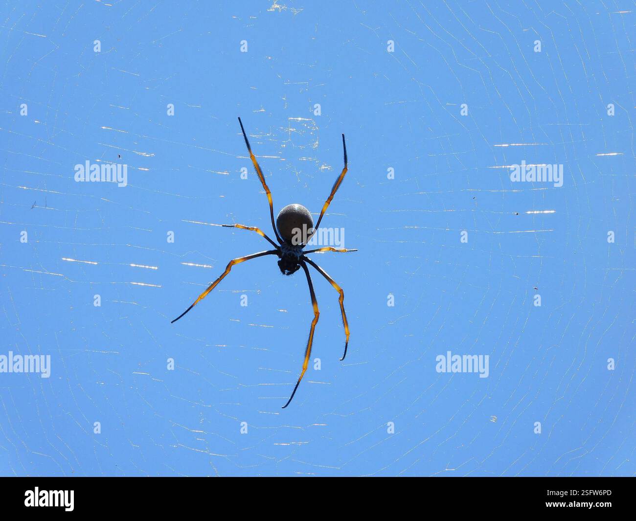 Tiger Spider (Trichonephila plumipes), Arachnida, Brisbane QLD ...