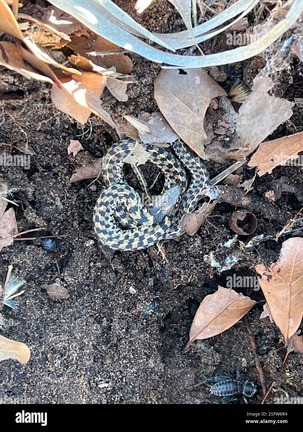 Checkered Garter Snake (Thamnophis marcianus), Reptilia, Brenham, TX ...