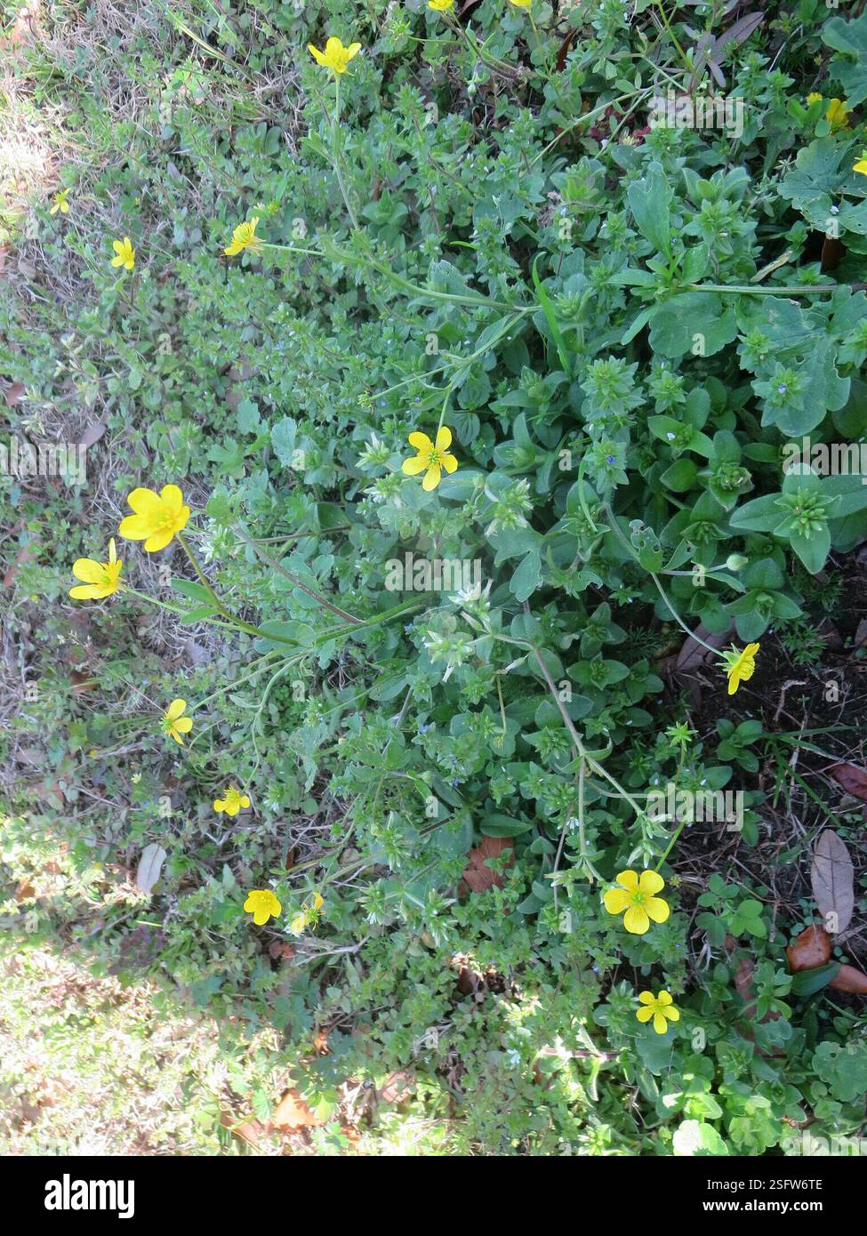 buttercups (Ranunculus), Plantae, Savannah, GA, USA Stock Photo - Alamy