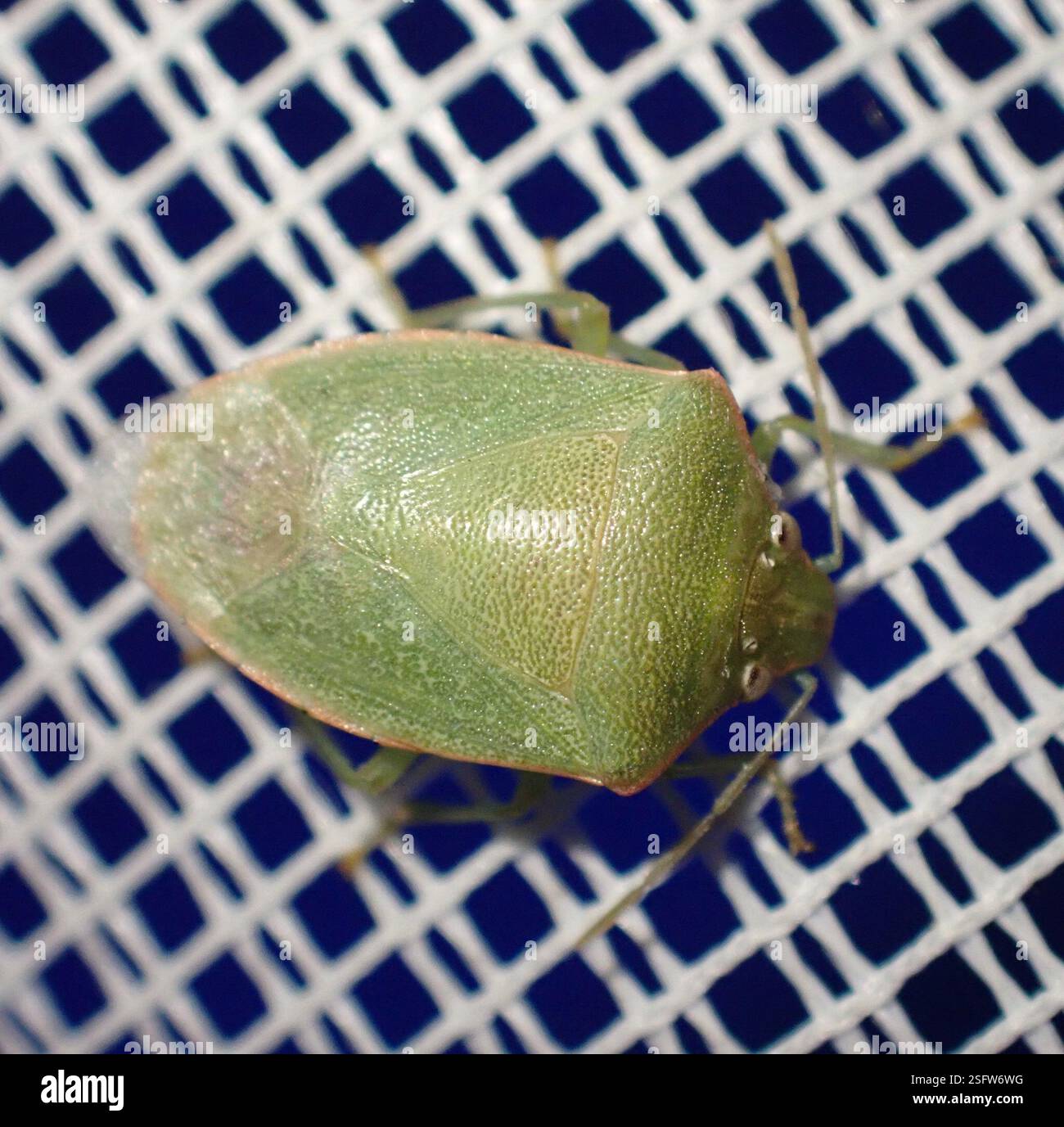 (Acrosternum), Insecta, Santo Antão, Cape Verde, CV Stock Photo - Alamy
