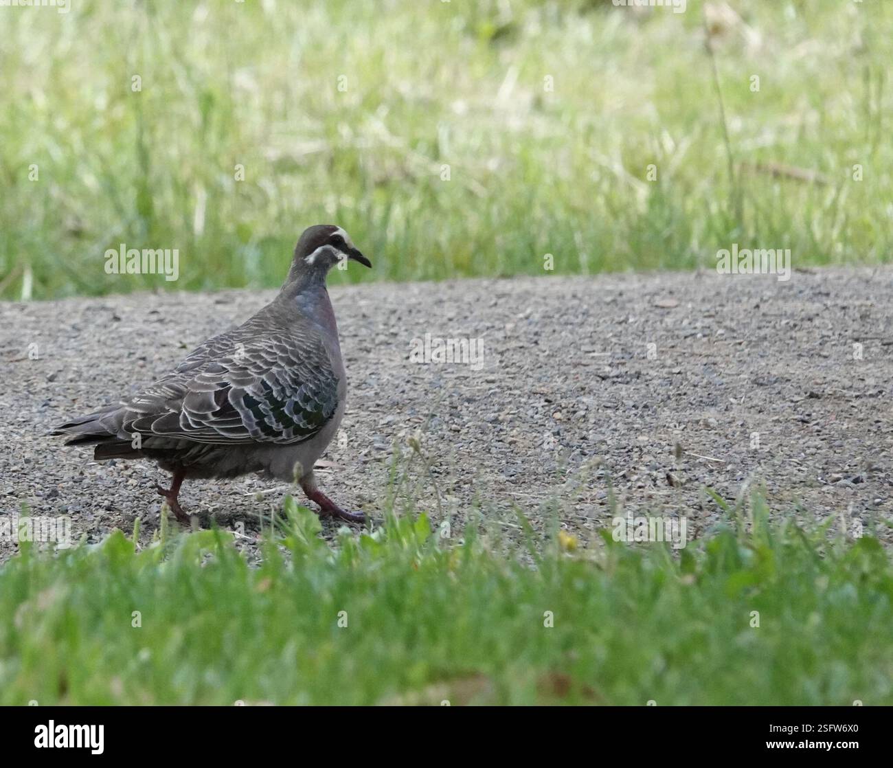 Common Bronzewing (Phaps chalcoptera), Aves, Heathmont VIC 3135 ...