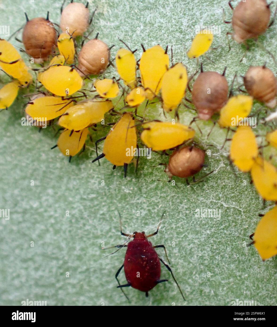 (Aphis), Insecta, Santo Antão, Cape Verde, CV Stock Photo - Alamy