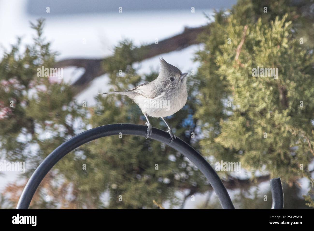 Juniper Titmouse (Baeolophus ridgwayi), Aves, Perimeter Trail, Los ...