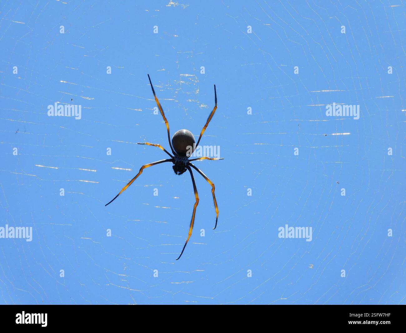 Tiger Spider (Trichonephila plumipes), Arachnida, Brisbane QLD ...