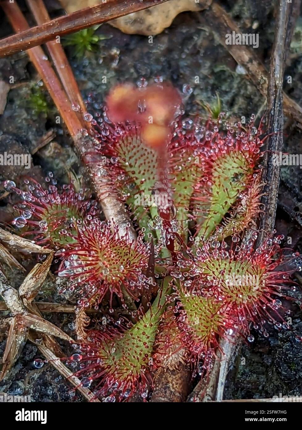 dwarf sundew (Drosera brevifolia), Plantae, Volusia County, US-FL, US ...