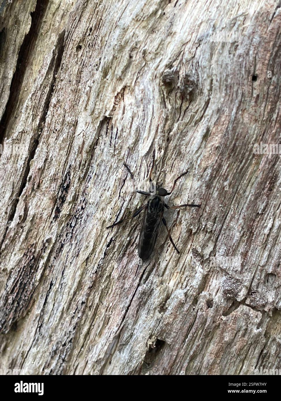 (Cerdistus), Insecta, Melbourne VIC, Australia Stock Photo - Alamy