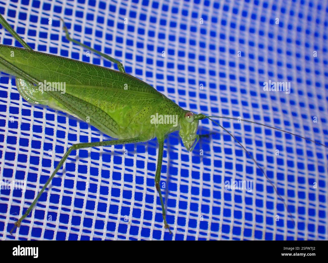 Sickle-bearing Bushcrickets (Phaneroptera), Insecta, Santo Antão, Cape ...