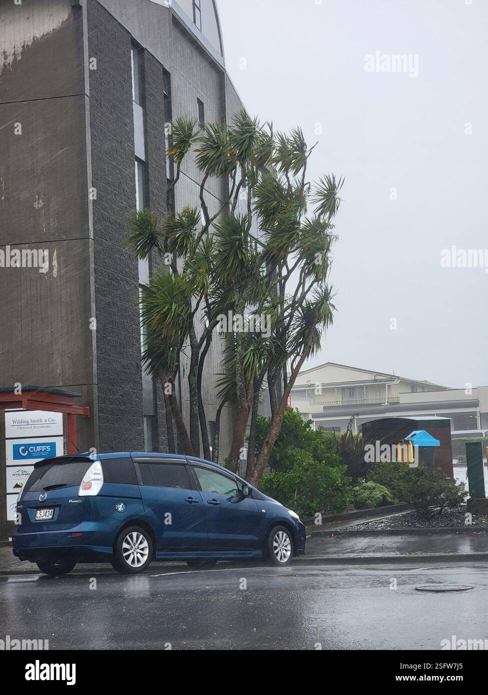 New Zealand cabbage tree (Cordyline australis), Plantae, Westland, NZ ...