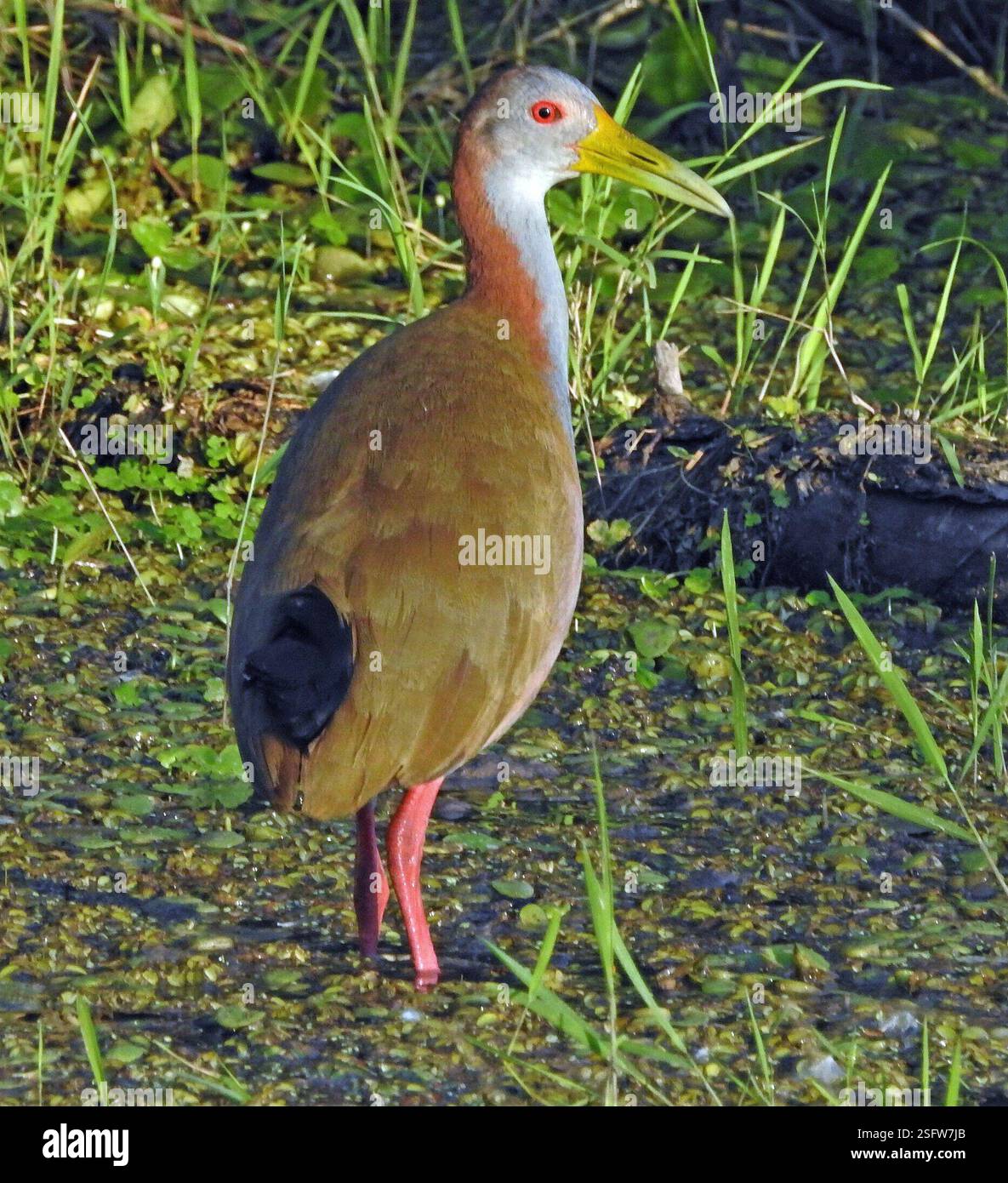Giant Wood-Rail (Aramides ypecaha), Aves, Gral Güemes, Chaco, Argentina ...