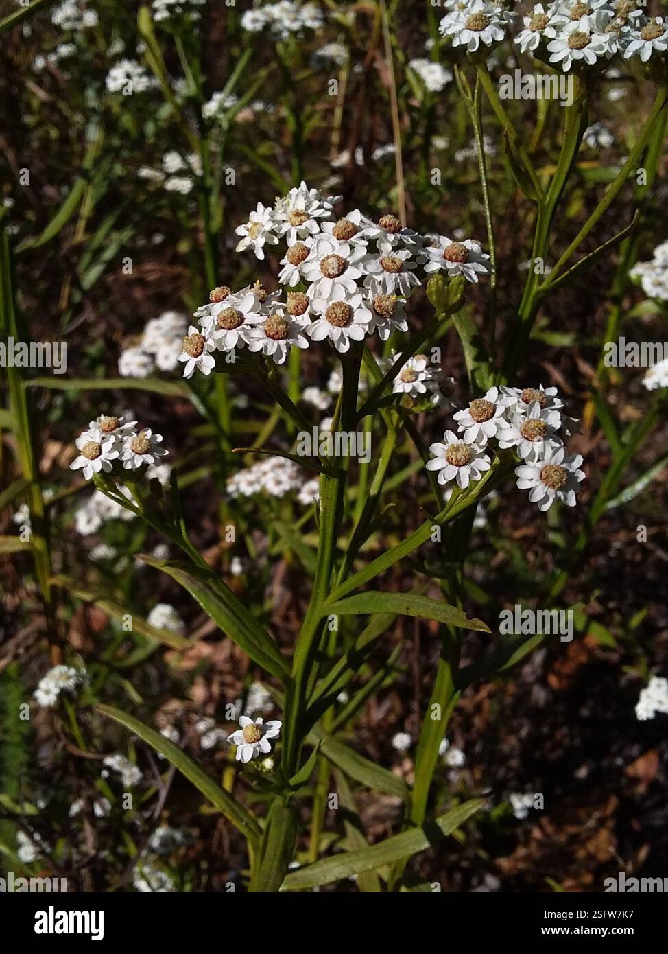 Fire Daisy (Ixodia achillaeoides alata), Plantae, Stop 34 Waverley ...
