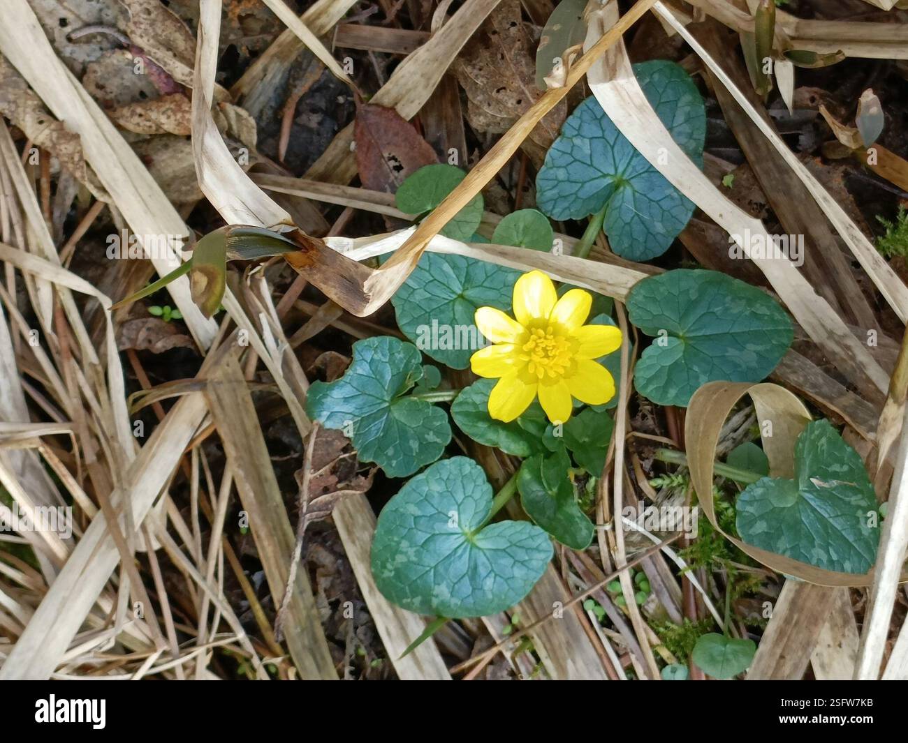 lesser celandine (Ficaria verna), Plantae, Chester Zoo Nature Reserve ...