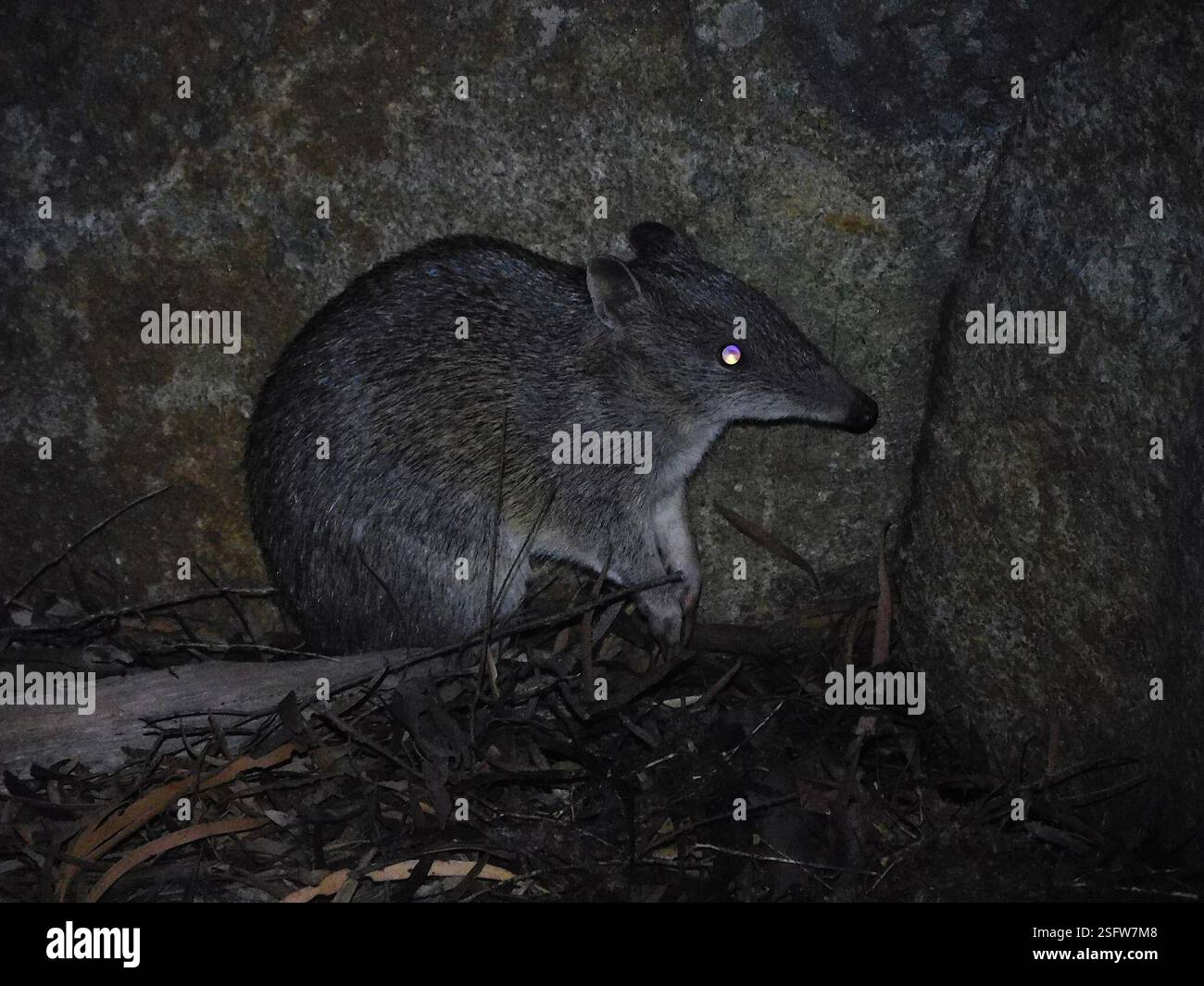 Southern Brown Bandicoot (Isoodon obesulus), Mammalia, Hobart TAS ...