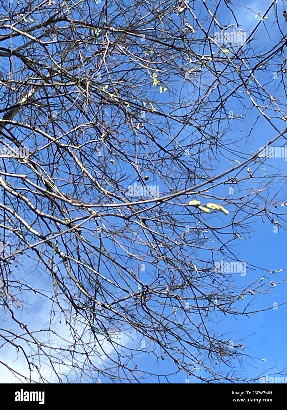 sugar hackberry (Celtis laevigata), Plantae, E Morgan St, Wadesboro, NC ...