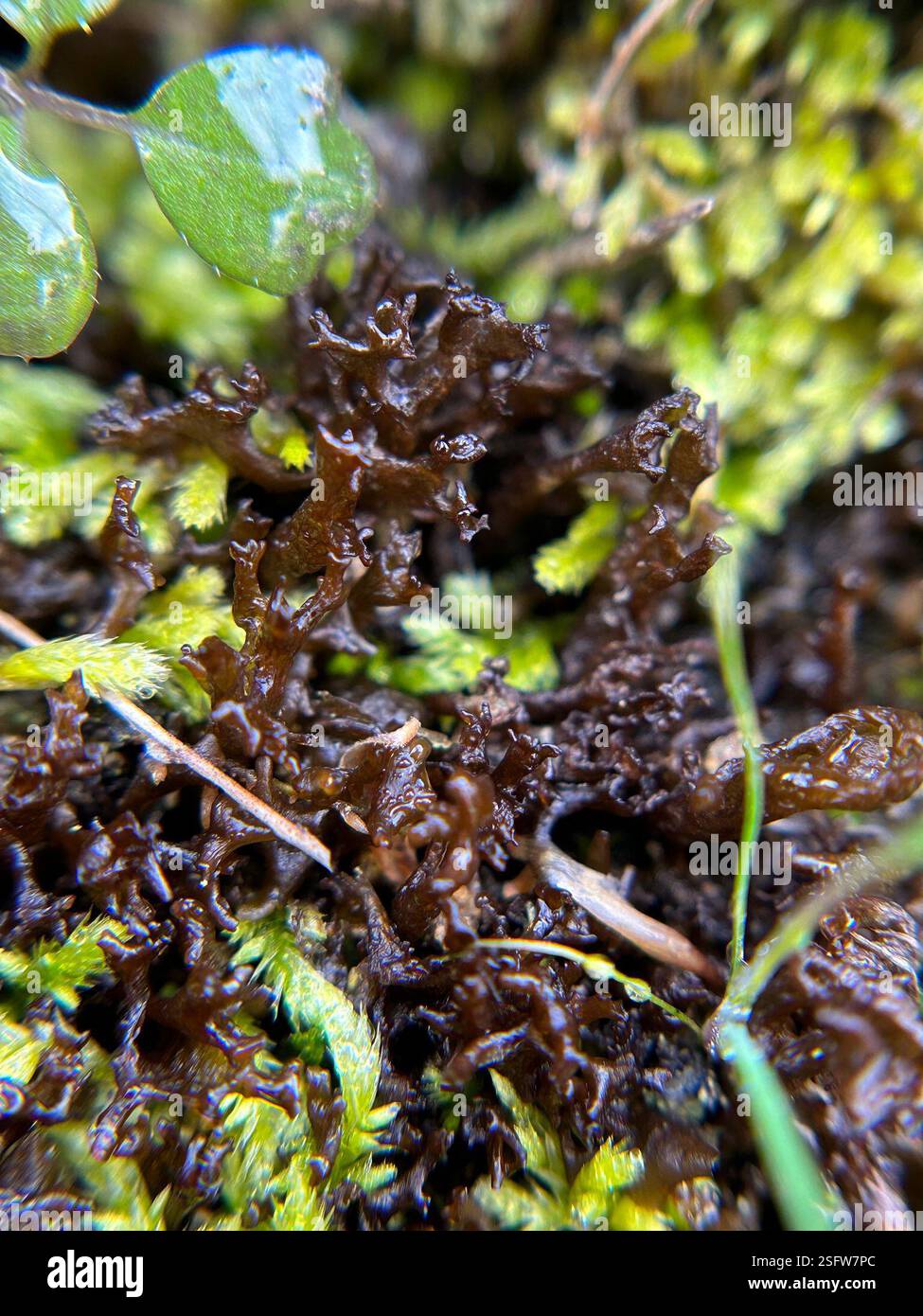 Antlered Jellyskin Lichen (Scytinium palmatum), Fungi, El Chorro ...