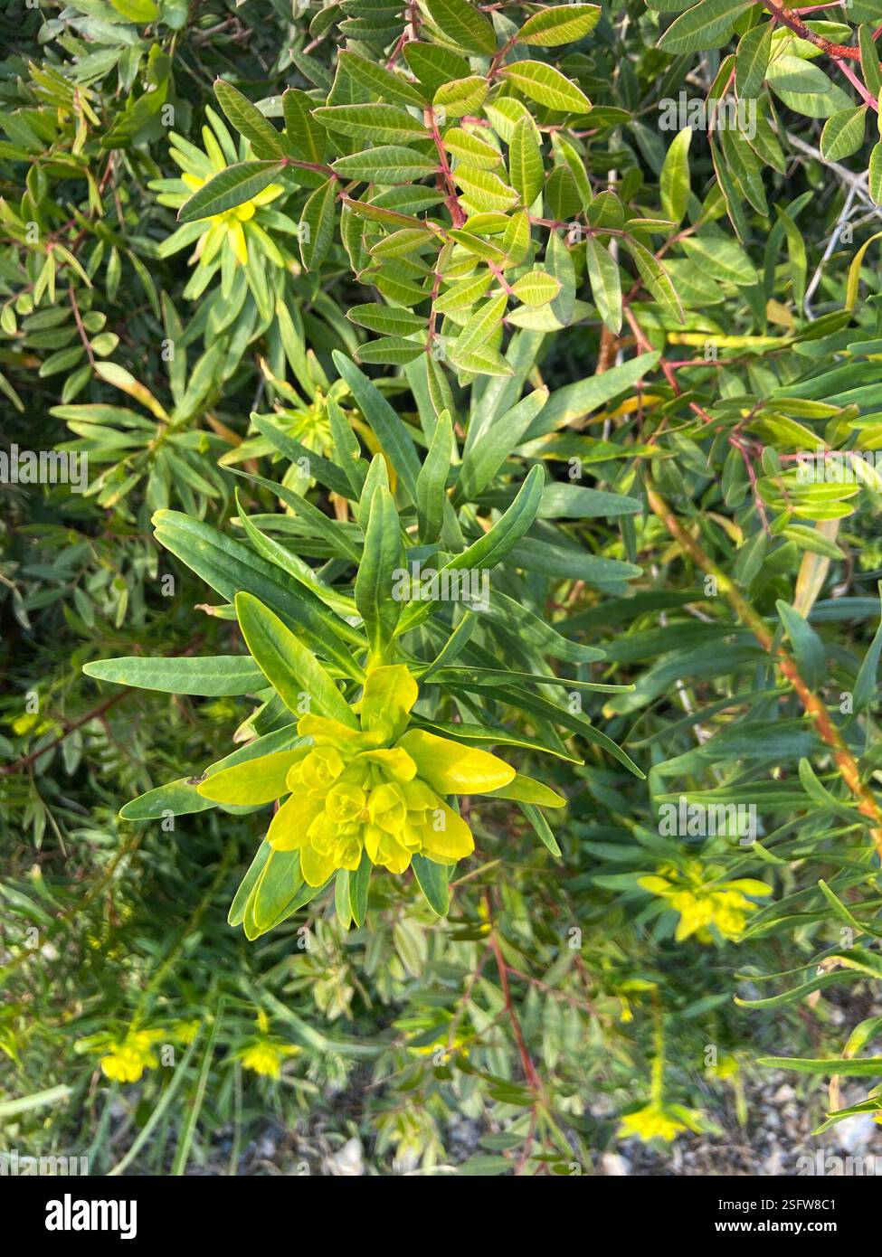 tree spurge (Euphorbia dendroides), Plantae, Mallorca, Santanyí ...
