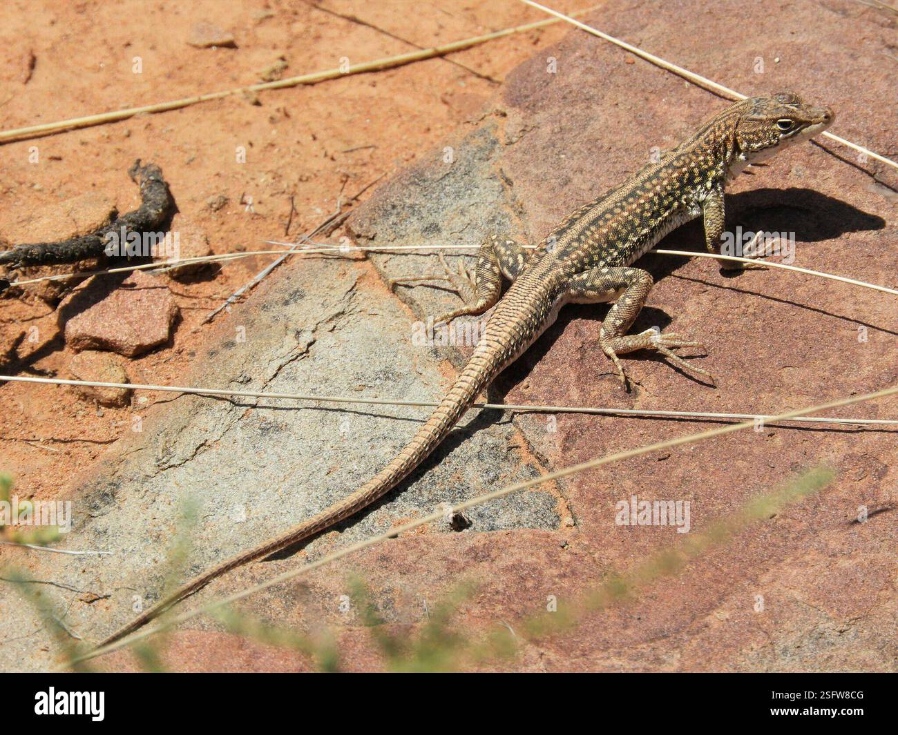 Cape Sand Lizard (Pedioplanis laticeps), Reptilia, Unnamed Road, South ...