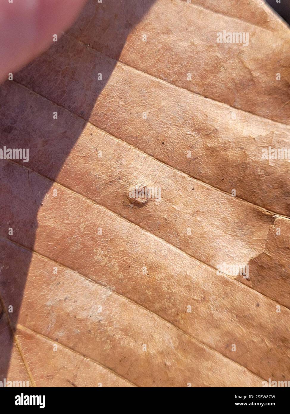 beech erineum mite (Acalitus ferrugineum), Arachnida, Strongsville, OH ...