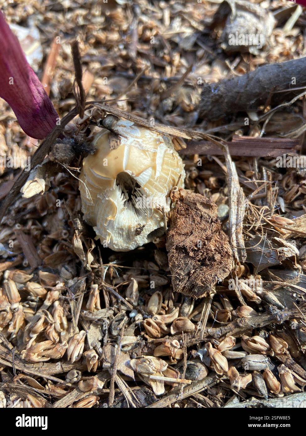 Brittlestems and Allies (Psathyrellaceae), Fungi, Waterfront Dr, Los ...