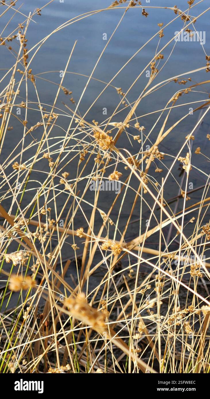 Juncus cooperi hi-res stock photography and images - Alamy
