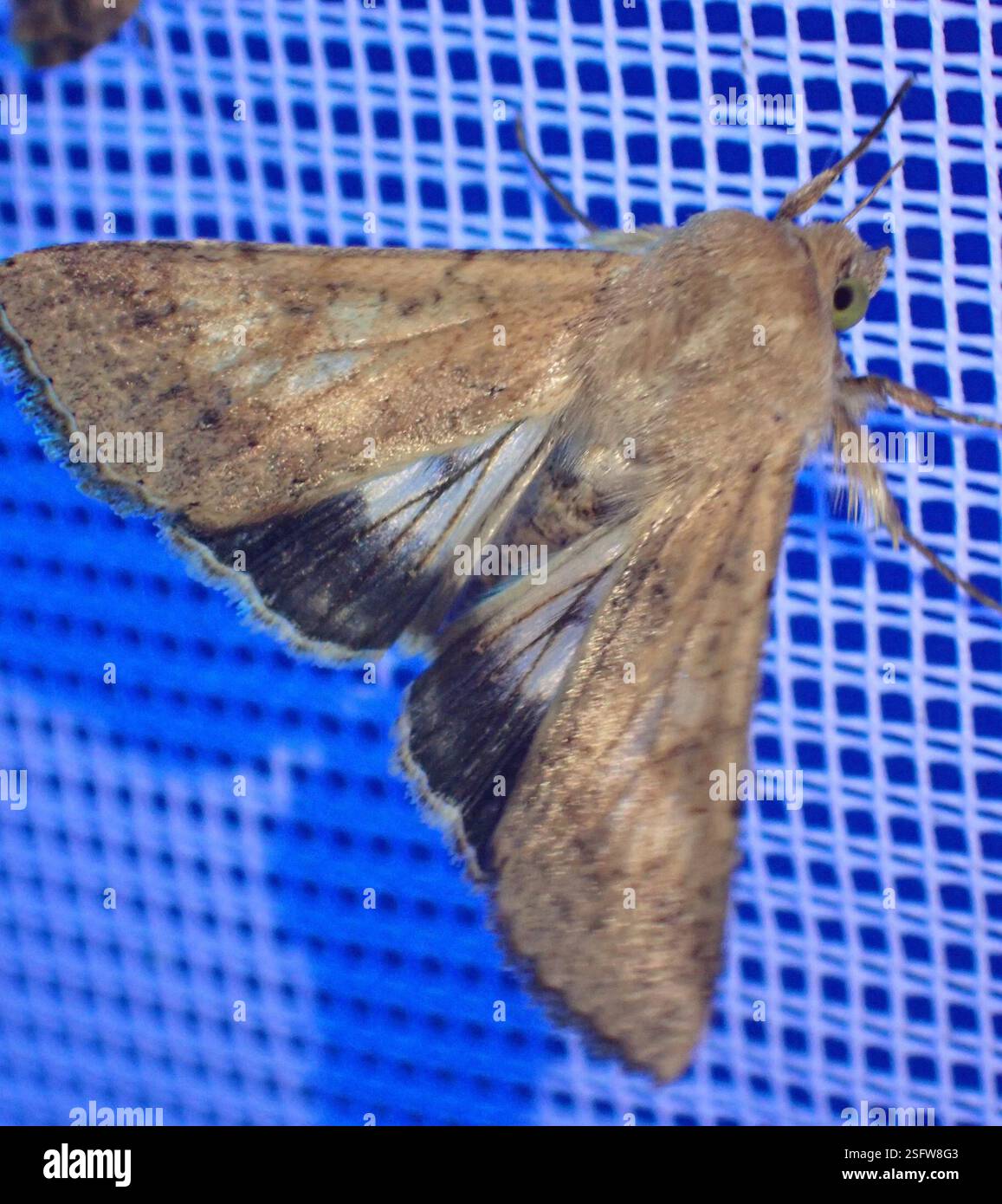 Cotton Bollworm Moth (Helicoverpa armigera), Insecta, Santo Antão, Cape ...