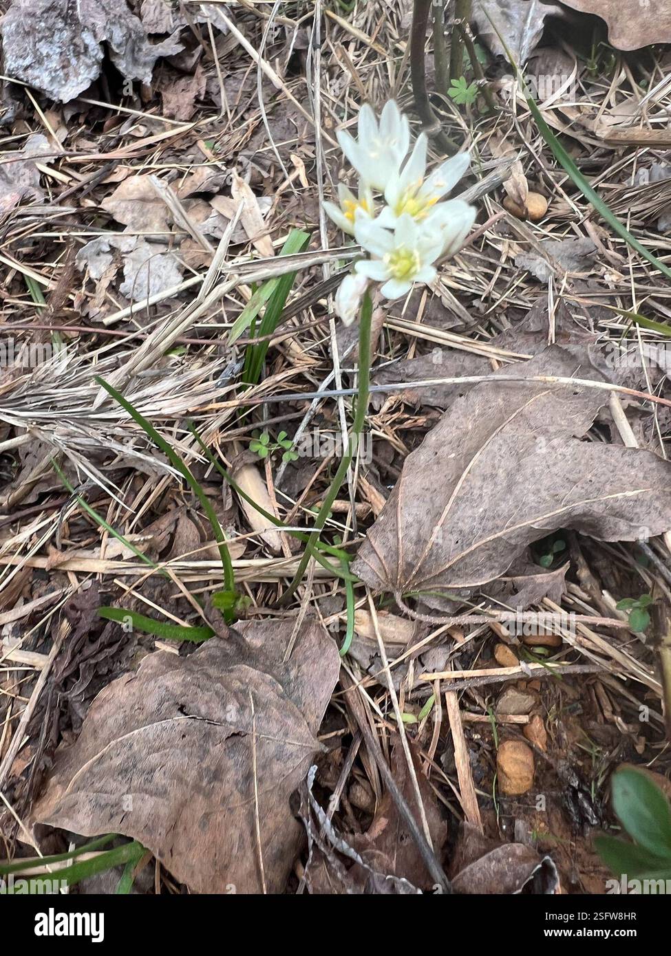 crowpoison (Nothoscordum bivalve), Plantae, Tombigbee National Forest ...