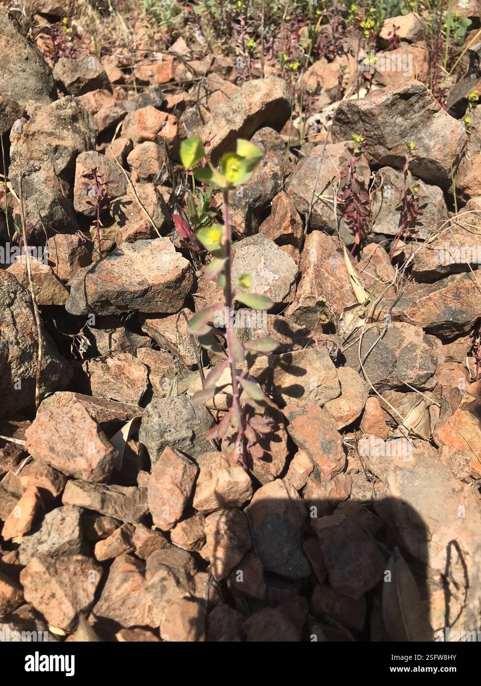 Chinese caps (Euphorbia crenulata), Plantae, Swartz Canyon, Napa ...