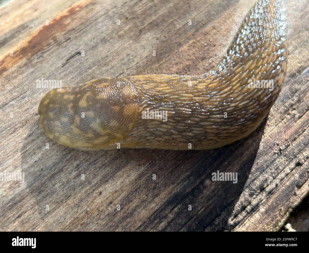 Yellow Cellar Slug (Limacus flavus), Mollusca, Broderson Ave, Los Osos ...