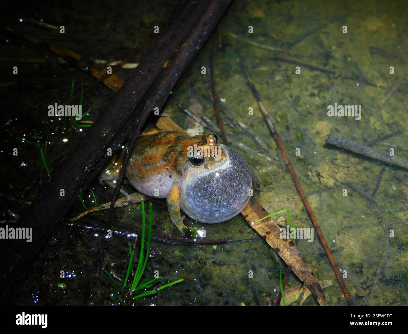 Common Eastern Froglet (Crinia signifera), Amphibia, Hobart TAS ...