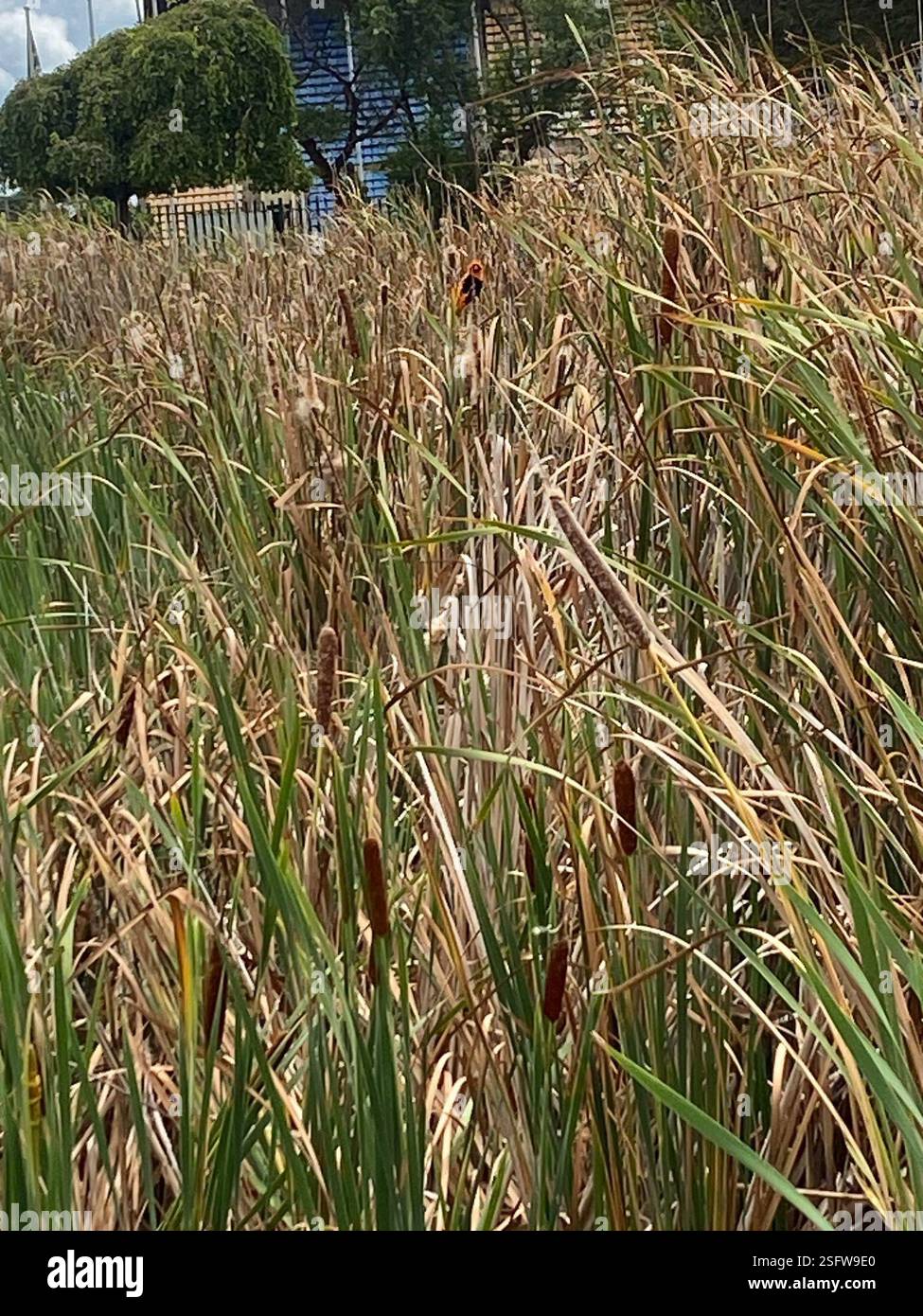 Southern Red Bishop (Euplectes orix), Aves, University of Limpopo ...