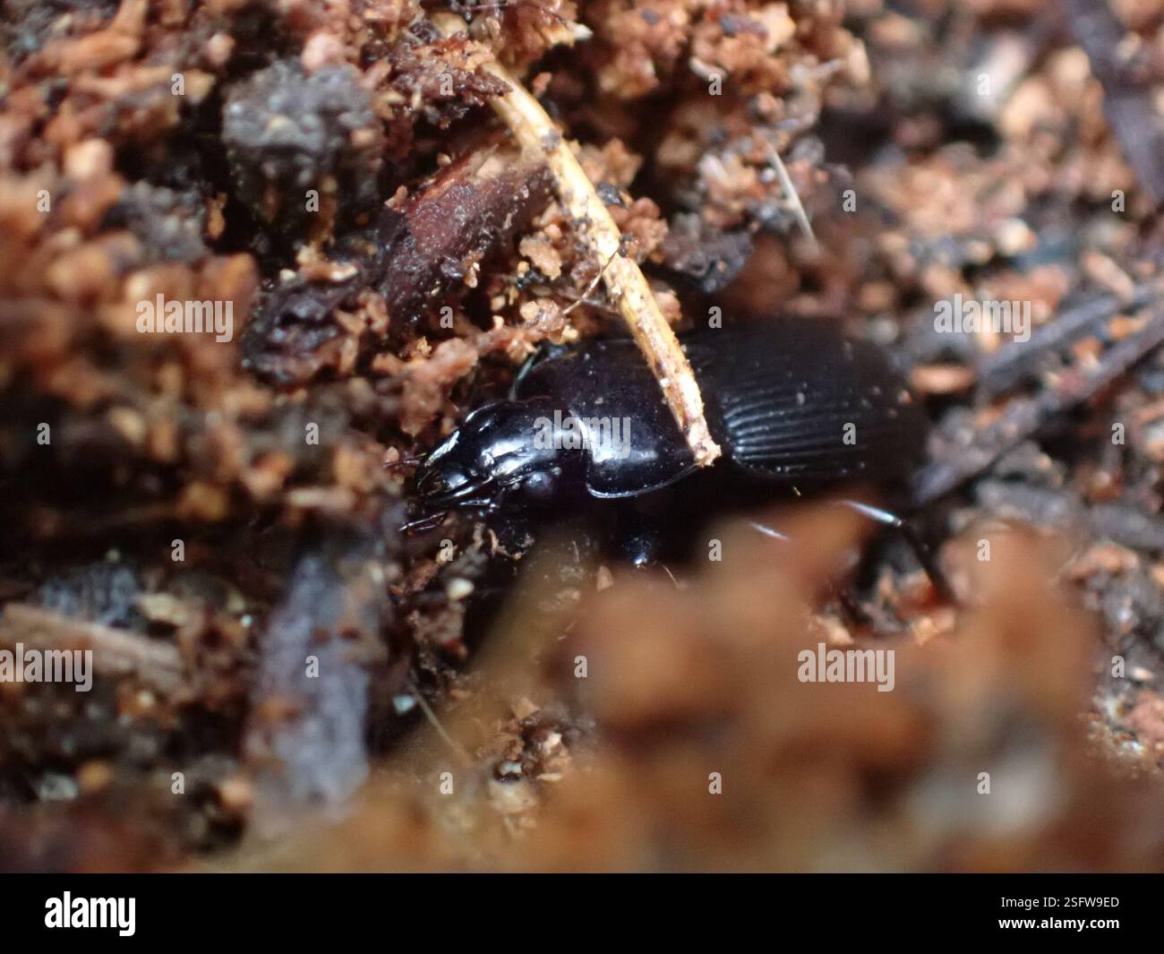 (Pterostichus algidus), Insecta, Capital, BC, Canada Stock Photo - Alamy