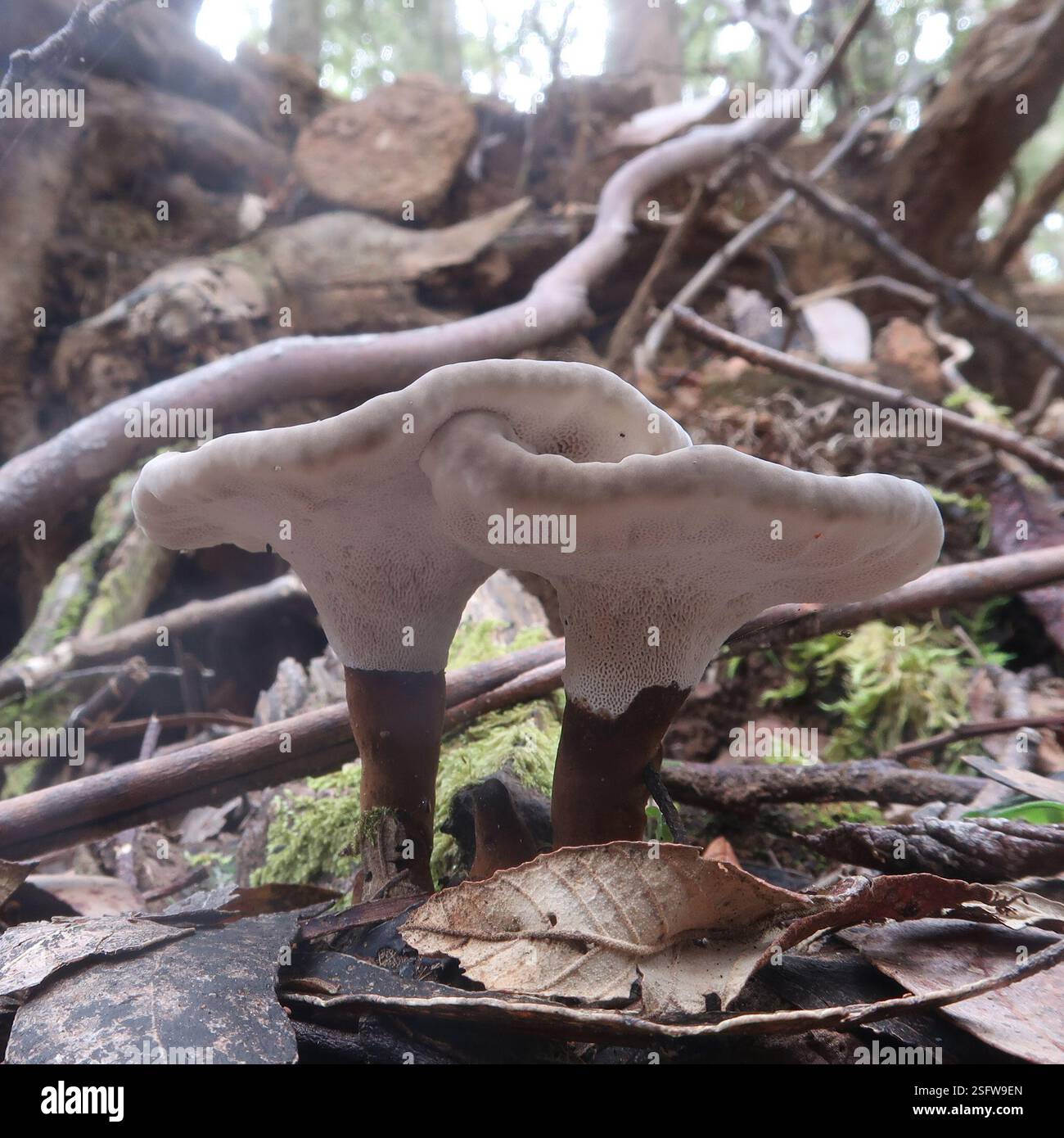 red-staining stalked polypore (Sanguinoderma rude), Fungi, Higgs Track ...