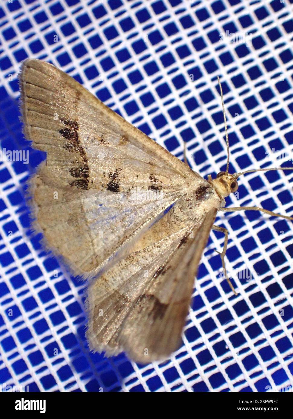 Peahen Moth (Isturgia deerraria), Insecta, Santo Antão, Cape Verde, CV ...