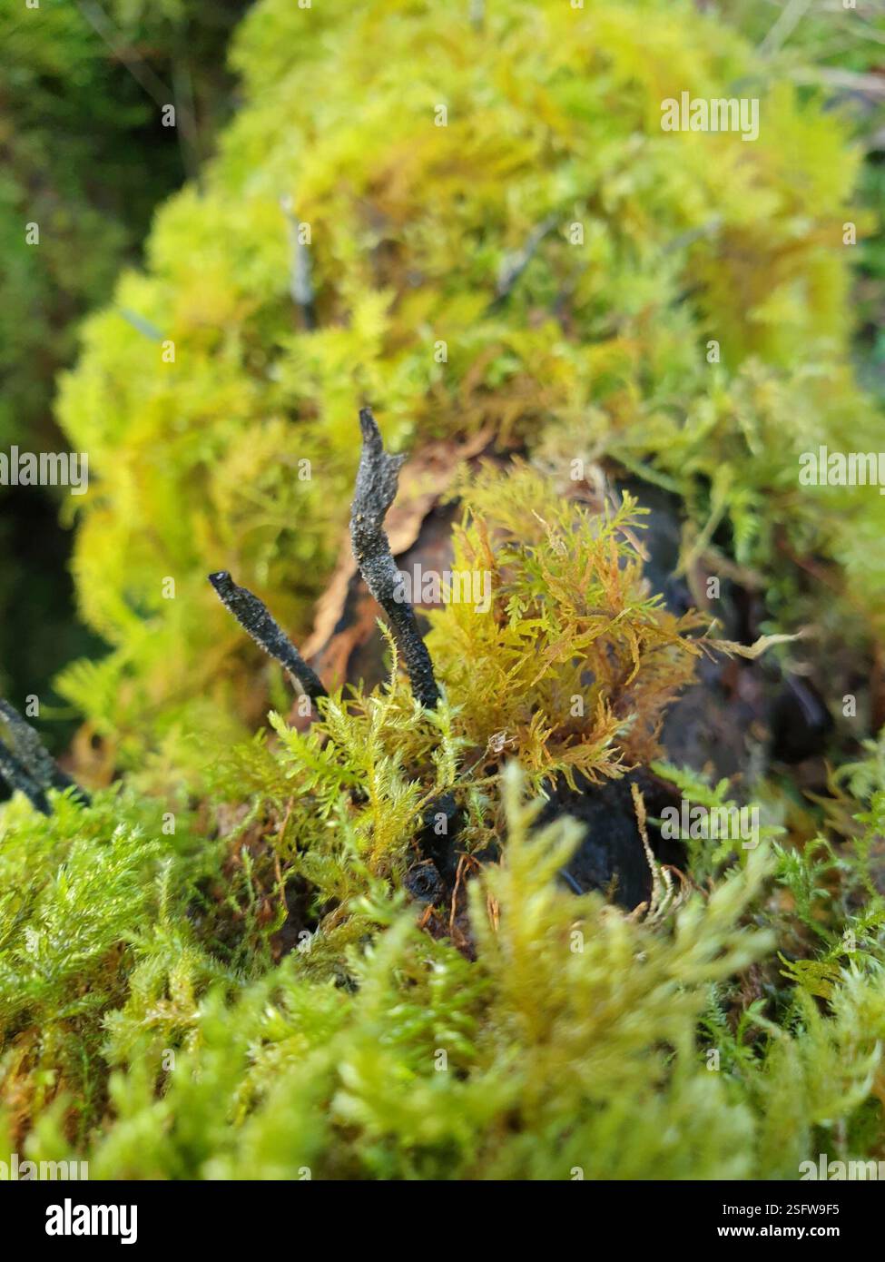 Candlesnuff Fungus (Xylaria hypoxylon), Fungi, Tynron, Thornhill DG3 ...