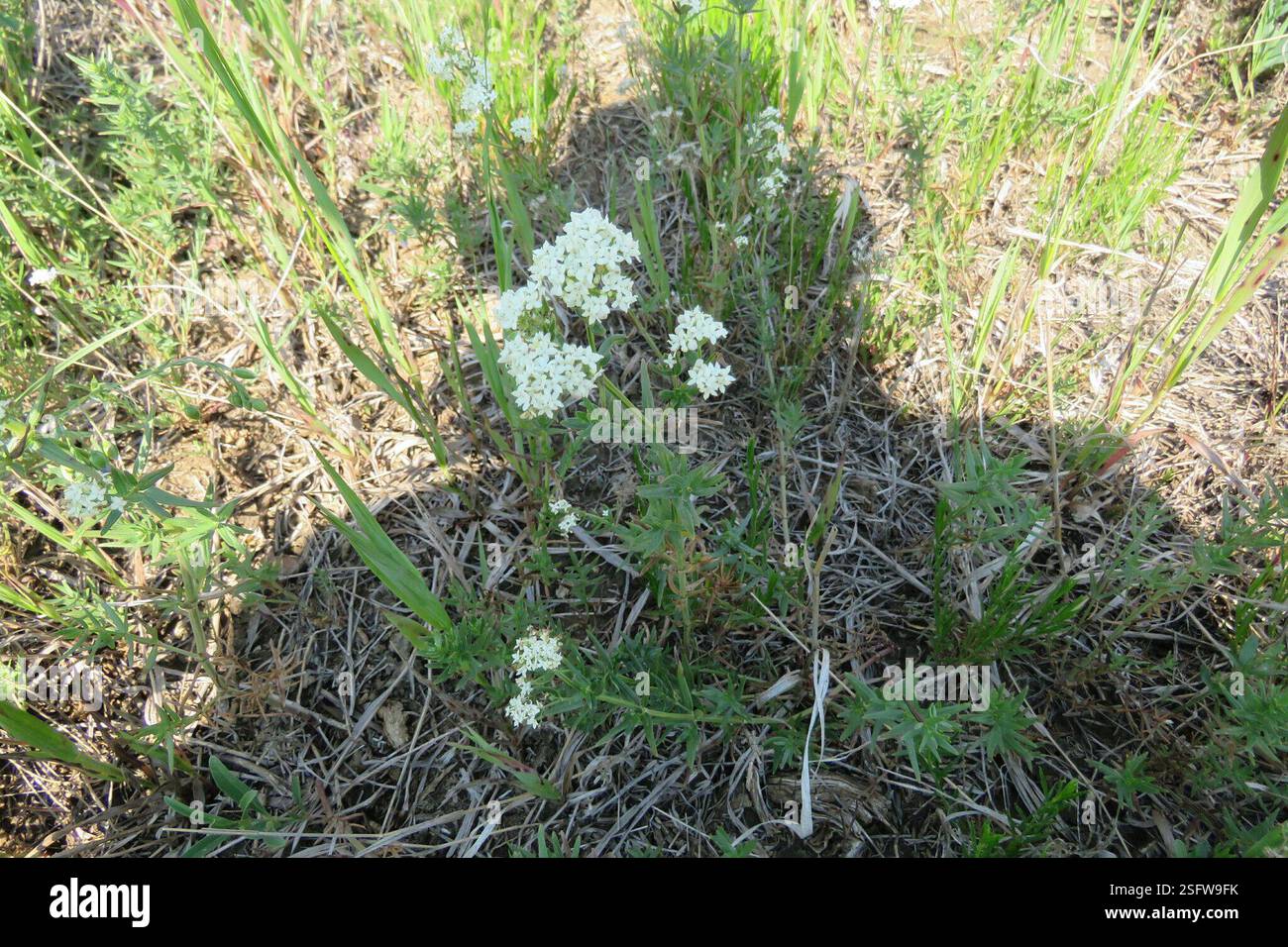 Northern Bedstraw (Galium boreale), Plantae, Sherwood No. 159, SK ...
