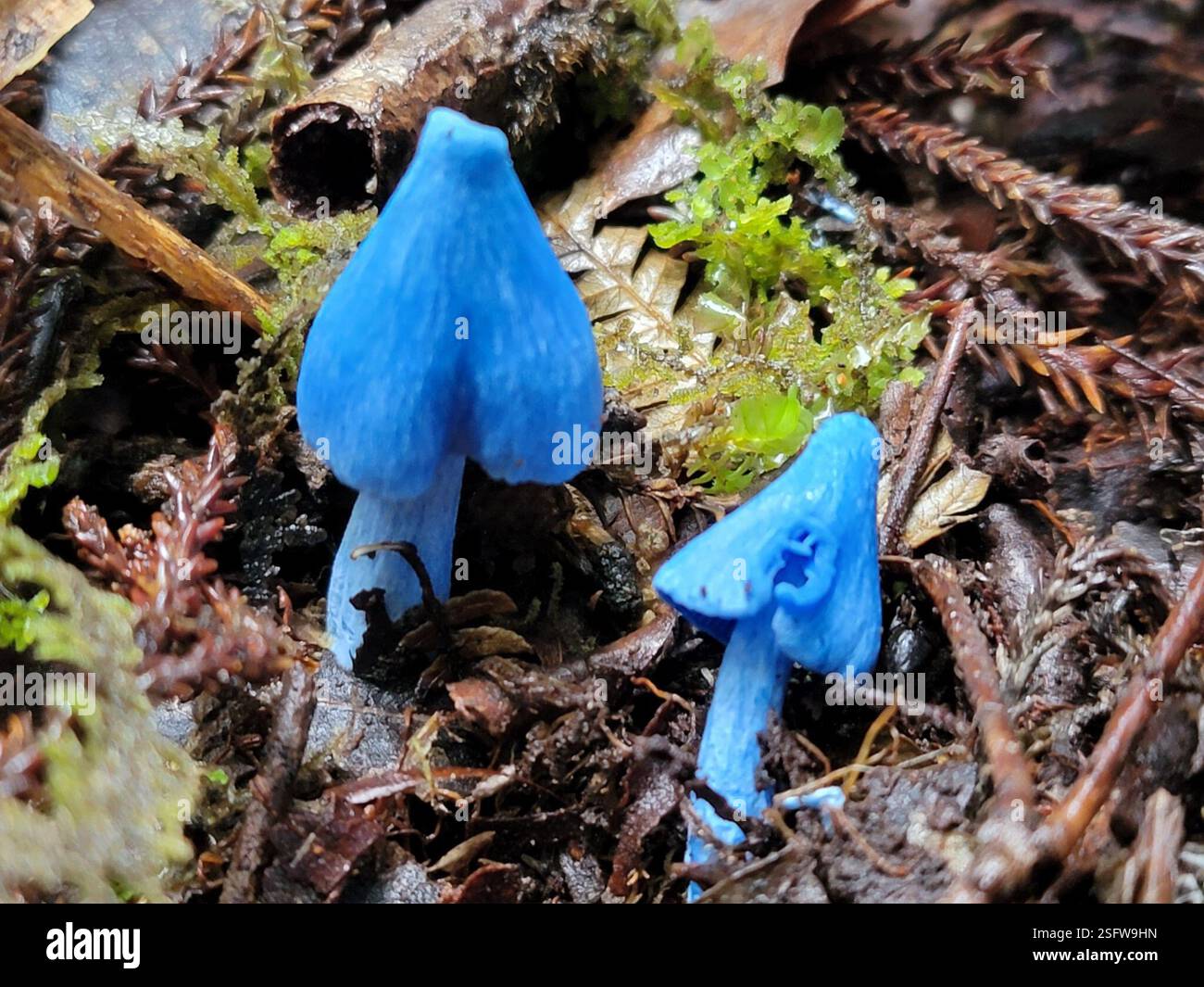 blue pinkgill (Entoloma hochstetteri), Fungi, Kokatahi, New Zealand ...