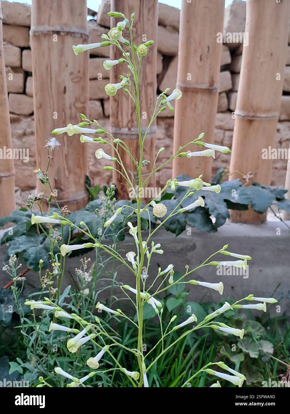 ornamental tobacco (Nicotiana paniculata), Plantae, Lunahuaná, Perú ...
