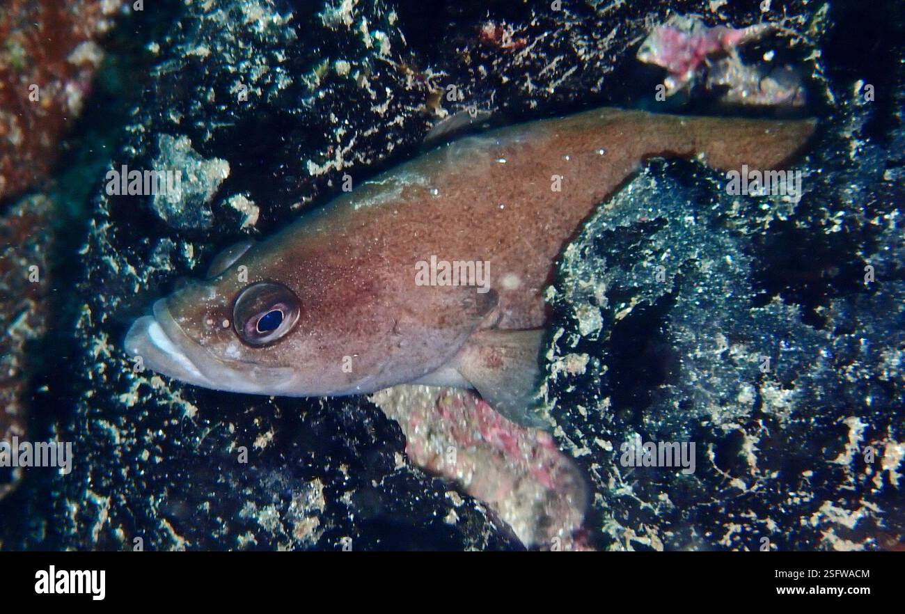 Greater Soapfish (Rypticus saponaceus), Actinopterygii, Baía da Fateixa ...